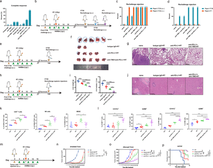 Modulating the tumor immune phenotypes by radiotherapy: formulating and ...