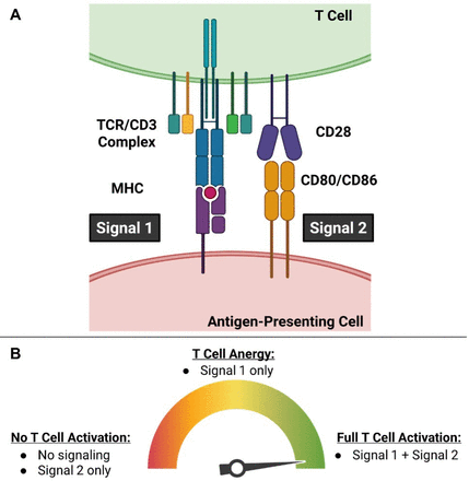 The path forward for T cell engagers in patients with prostate cancer ...