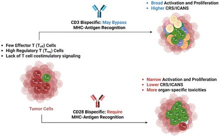 The path forward for T cell engagers in patients with prostate cancer ...