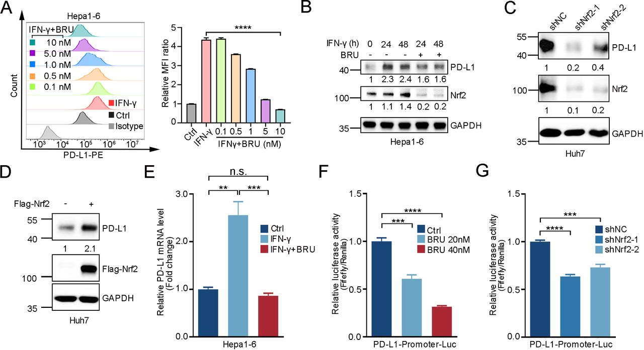 Targeted inhibition of Nrf2 potentiates antitumor immunity and enhances ...
