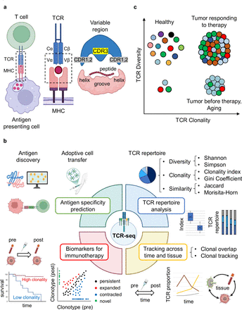 TCR sequencing in cancer immunology and immunotherapy: what, when ...