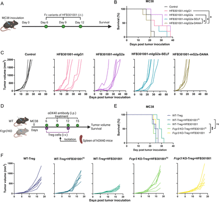 HFB301001, an OX40-based immunotherapy, drives Treg clearance and CTL ...