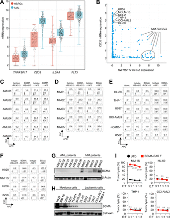 Limited expression of B-cell maturation antigen in acute myeloid ...