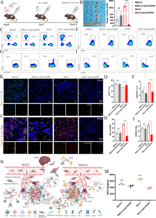 Single-cell and spatial transcriptomics reveal that the CXCL12–CXCR4 ...