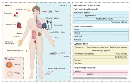 HosTIL territory: mapping the landscape of toxicity in TIL therapy ...