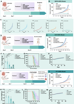 C-type lectin domain family 5 member A-mediated activation of ...