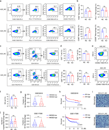 Tumor-derived HMGB2 induces M2-like macrophage polarization via TRIM65 ...