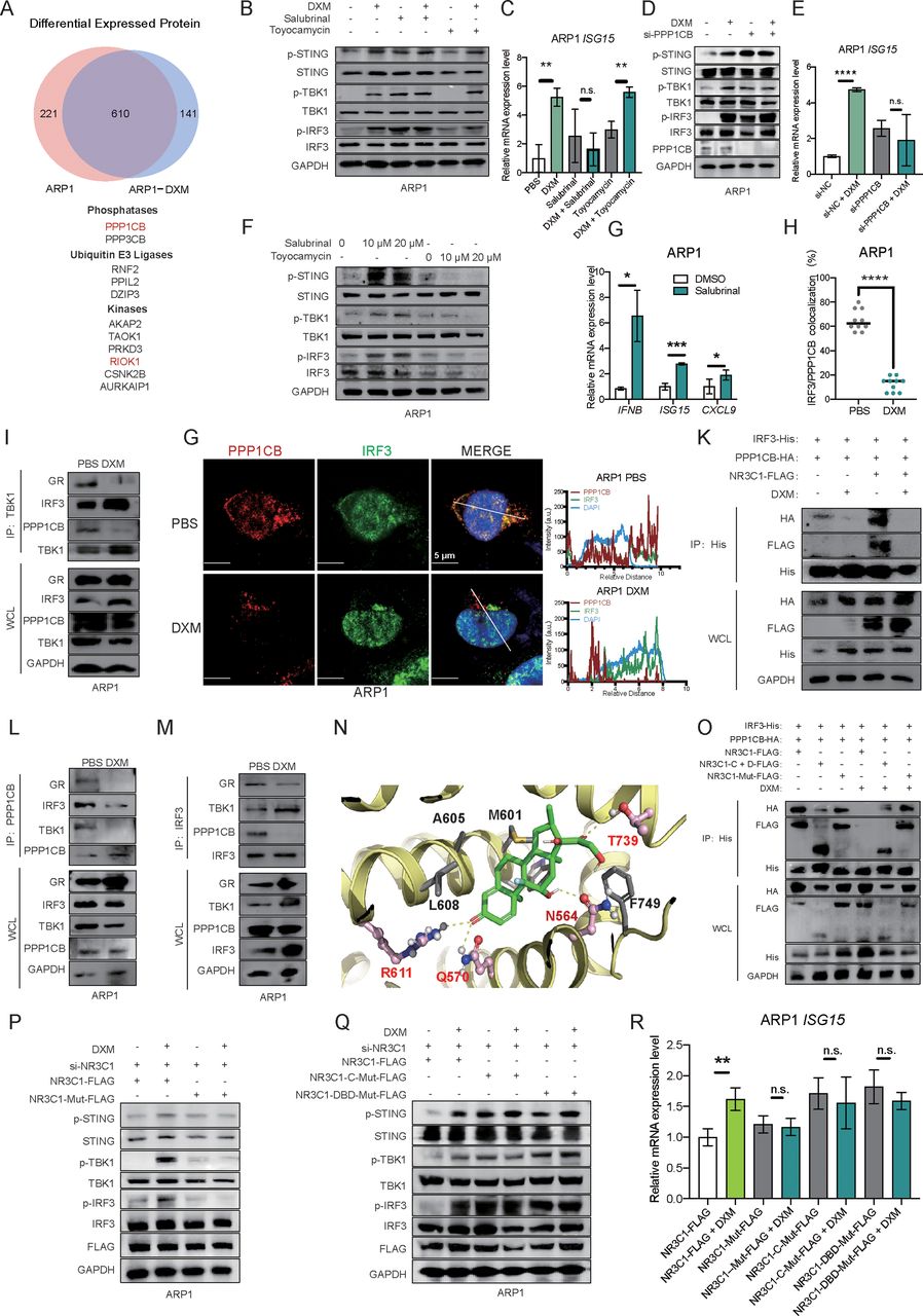 Dexamethasone activates anti-tumor immunity in multiple myeloma by ...