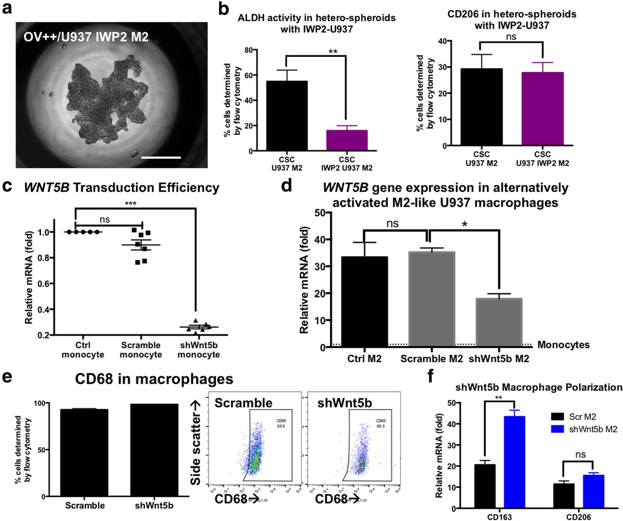Ovarian cancer stem cells and macrophages reciprocally interact through ...