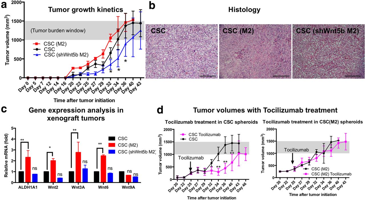 Ovarian cancer stem cells and macrophages reciprocally interact through ...
