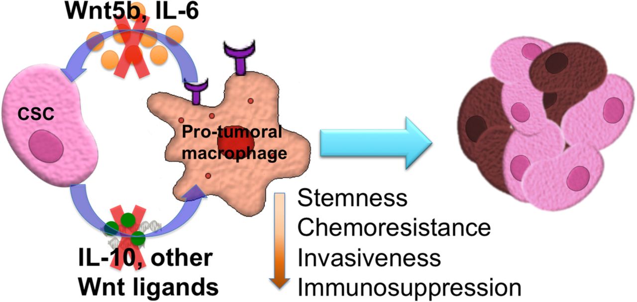 Ovarian cancer stem cells and macrophages reciprocally interact through ...