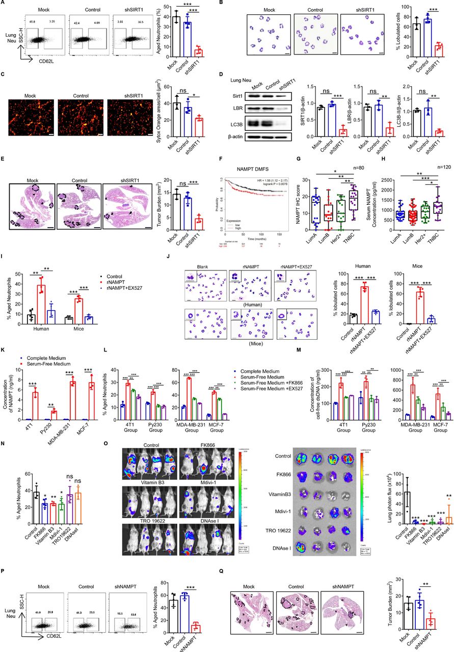 Aged neutrophils form mitochondria-dependent vital NETs to promote ...